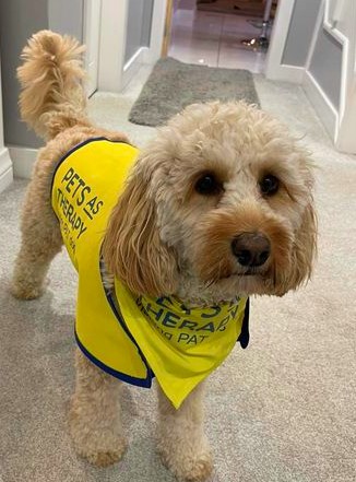 Leading role gives therapy dog paws for thought - Tees Esk and Wear ...